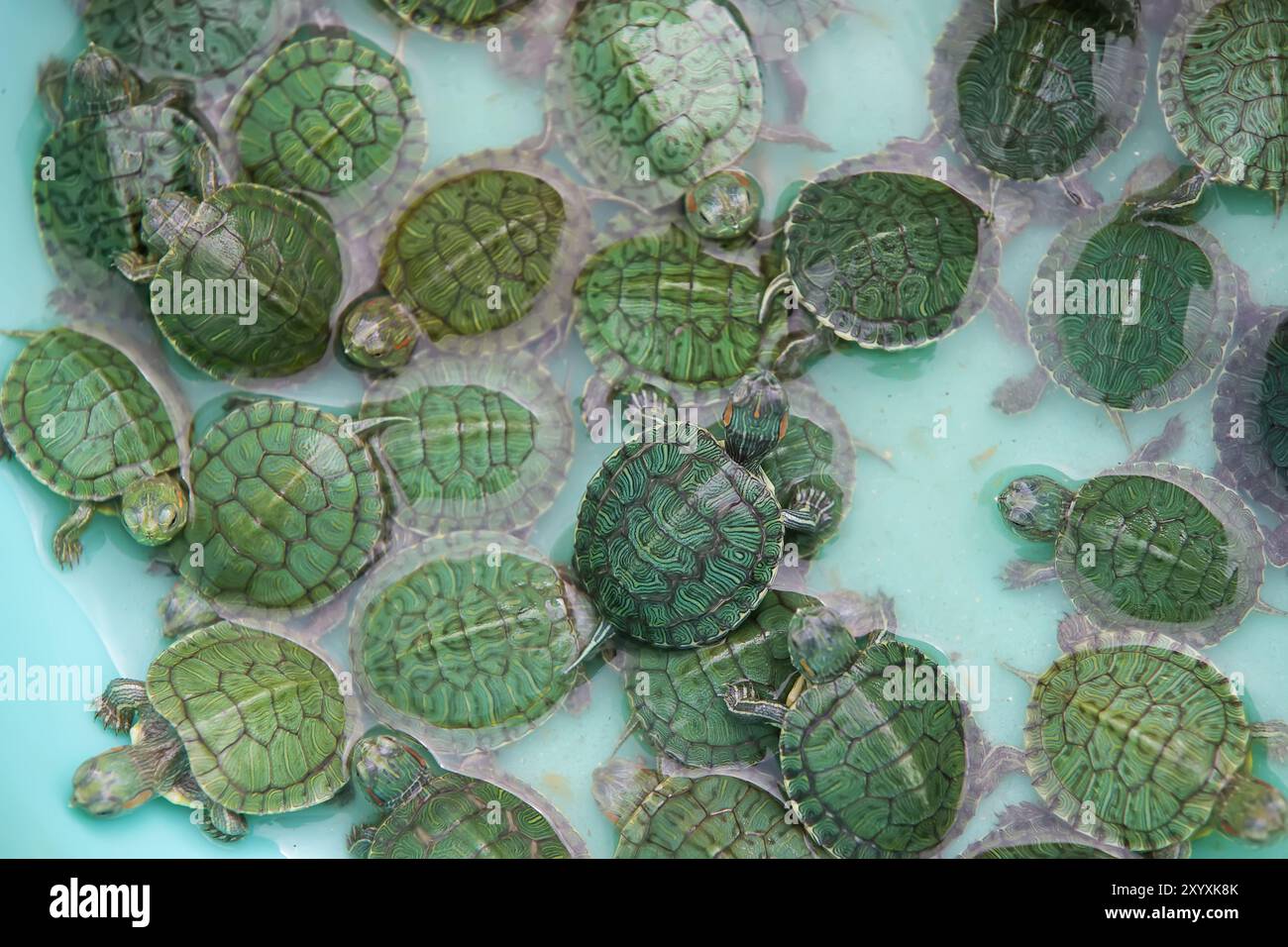 Tortoise shell from above hi-res stock photography and images - Alamy