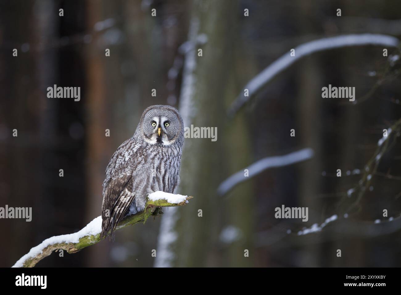Bearded owl, Strix nebulosa, great grey owl Stock Photo - Alamy