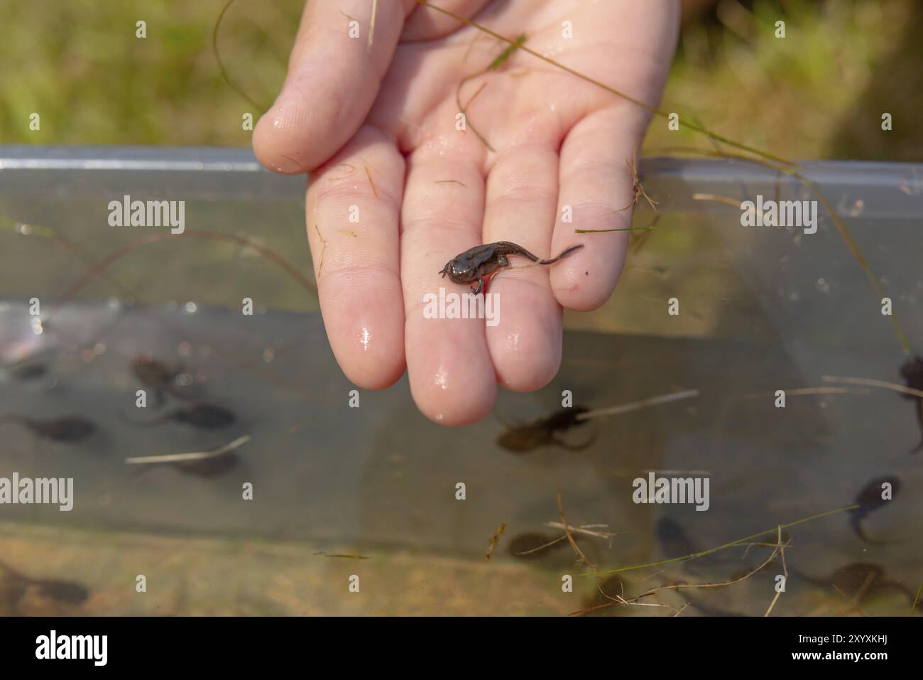 Developed frog hi-res stock photography and images - Alamy