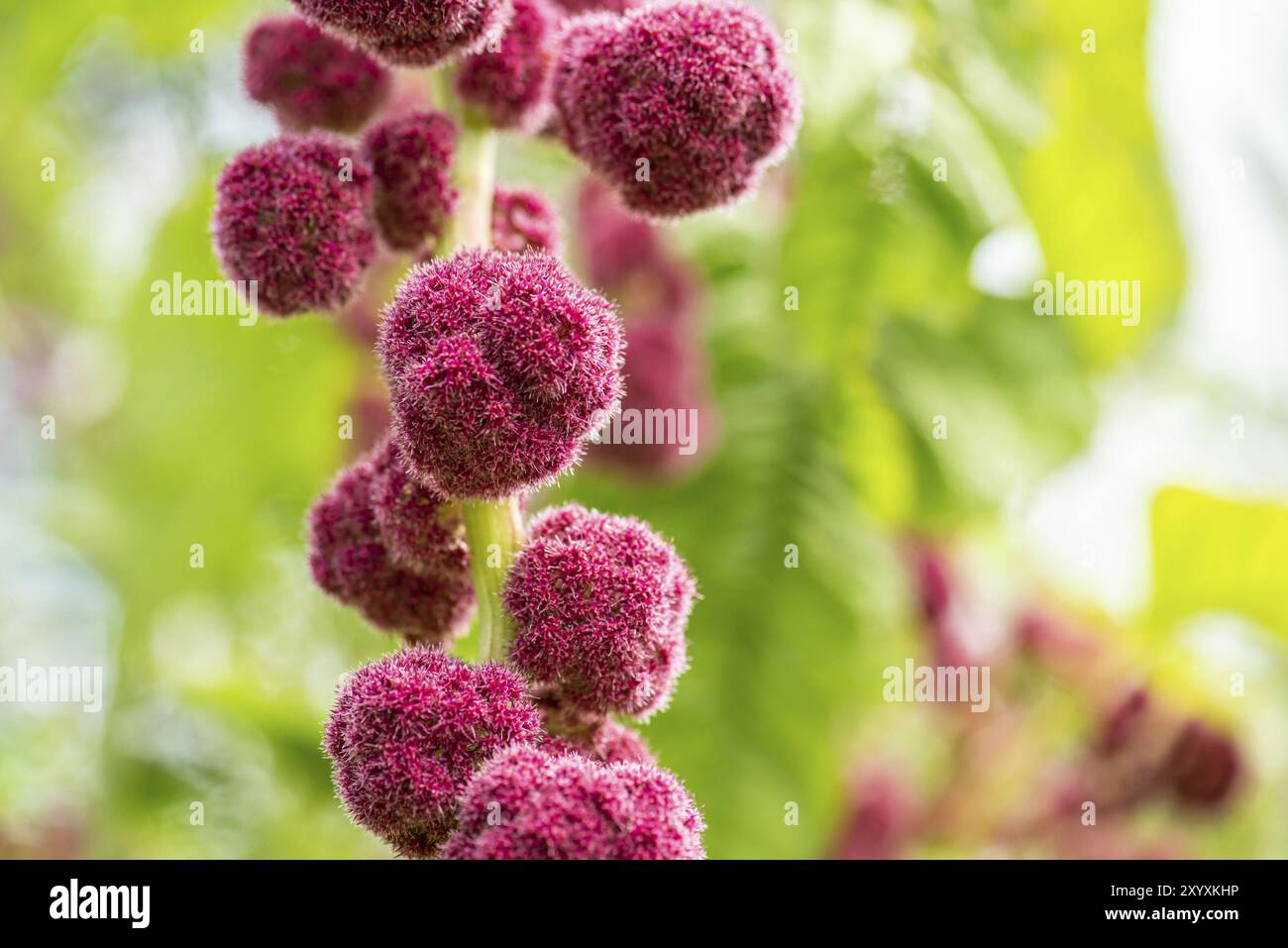Round flowers hi-res stock photography and images - Alamy