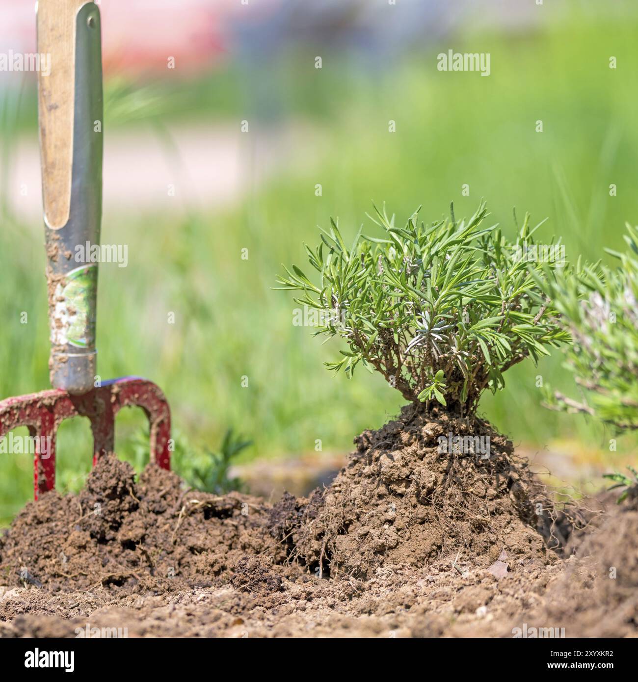Planting a lavender plant in a garden bed with a spade stuck in the ...