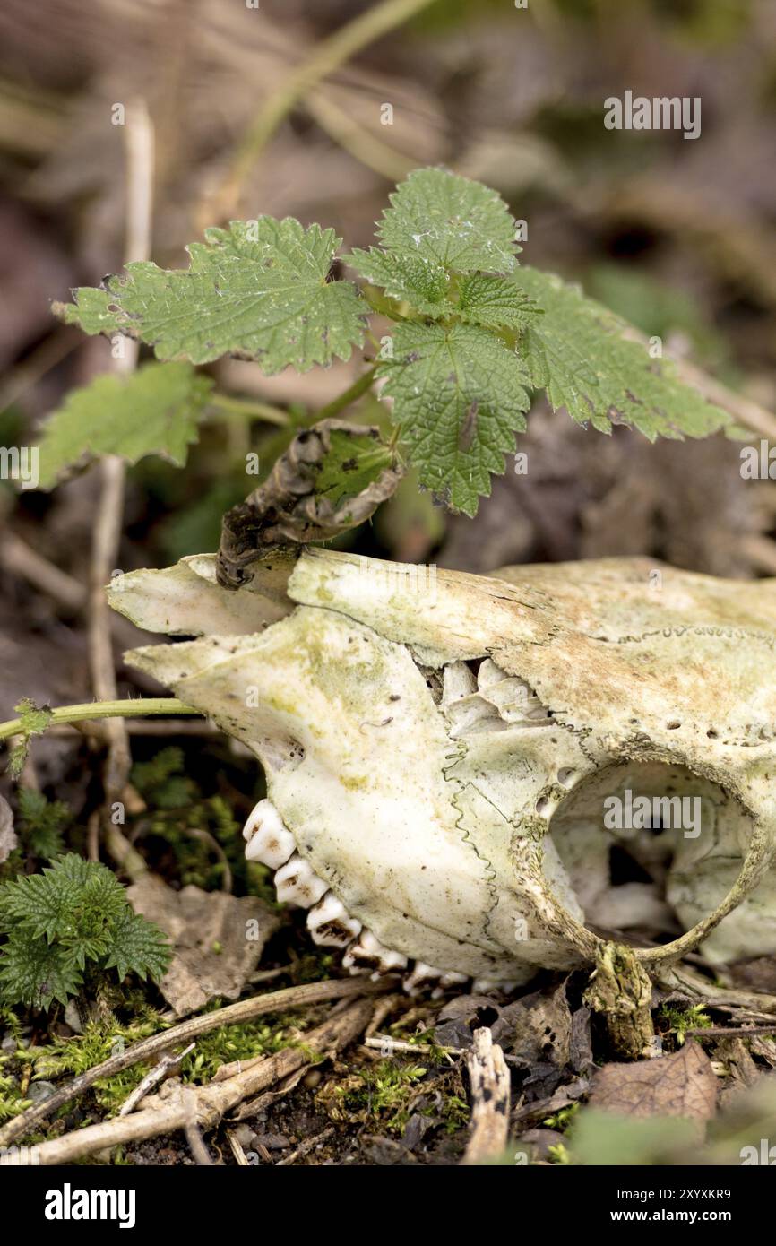 Skeletonised animal skull without horns lying on the ground with a ...