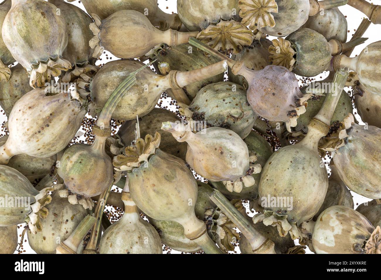 Ripe, dry poppy seed pods piled up as background cut out on white Stock ...