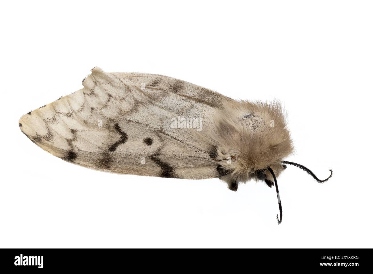Dead gypsy moth, Lymantria dispar, moth lying on its side against a ...