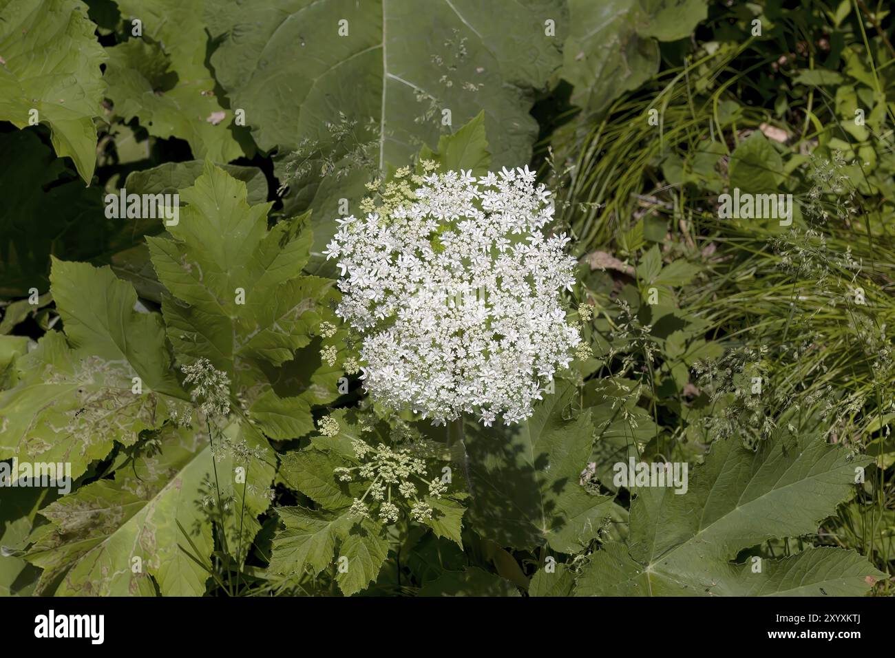 American Cow parsnip (Heracleum maximum) is also known as Satan celery ...