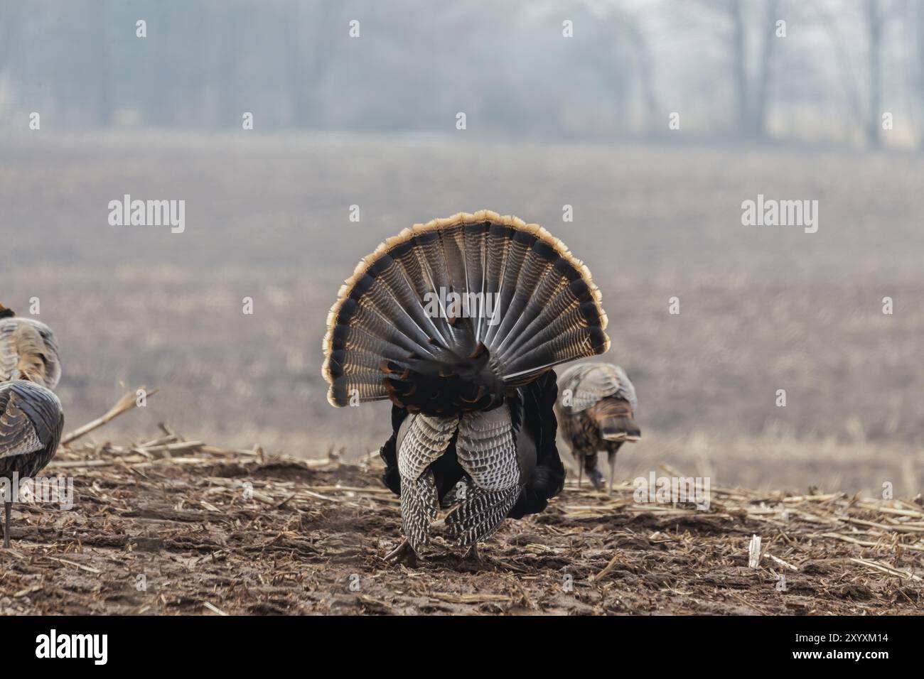 Wild turkey. Male wild turkeys display for females by puffing out their ...