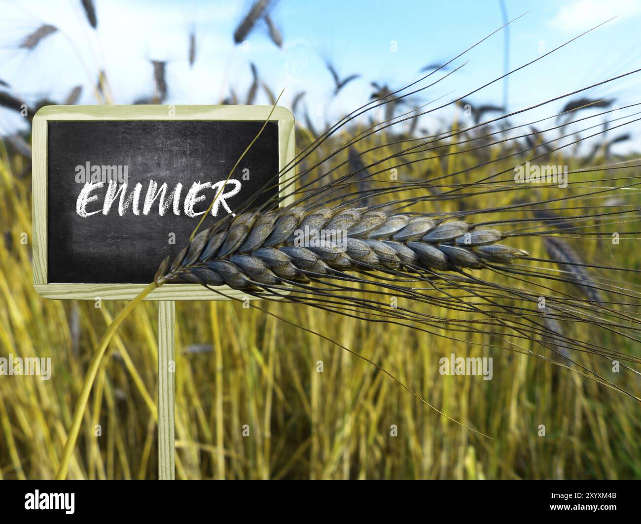 Emmer cereal crops hi-res stock photography and images - Alamy