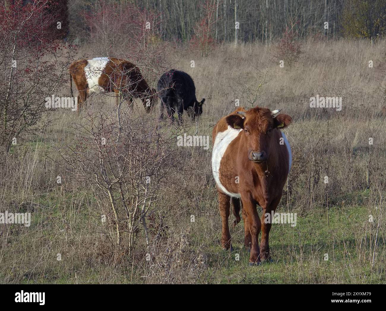 Lakenveld cattle, used for grazing in a nature reserve Dutch belted ...