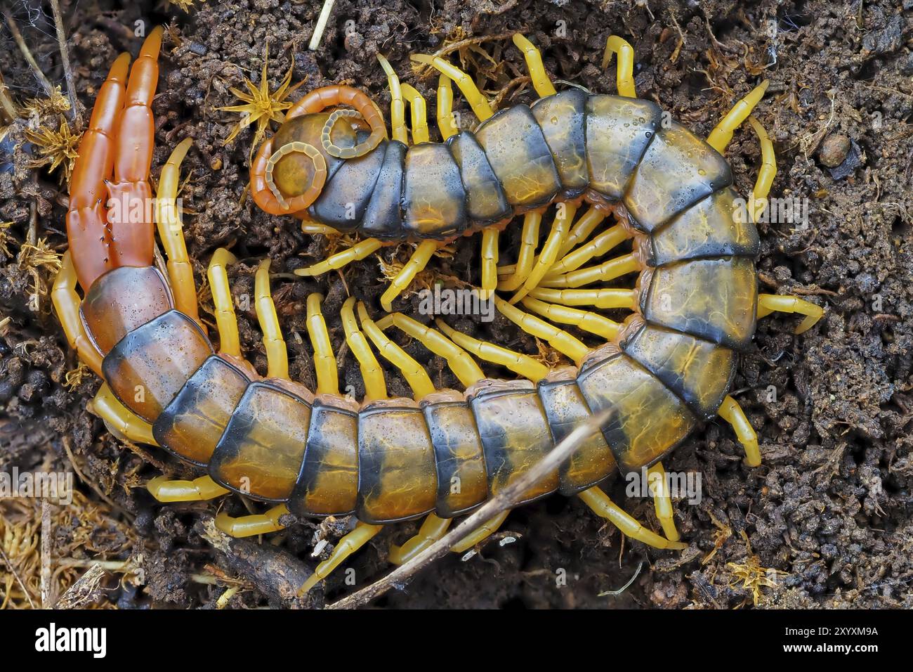 Scolopender, giant centipede, Scolopendromorpha, (Chilopoda), El ...
