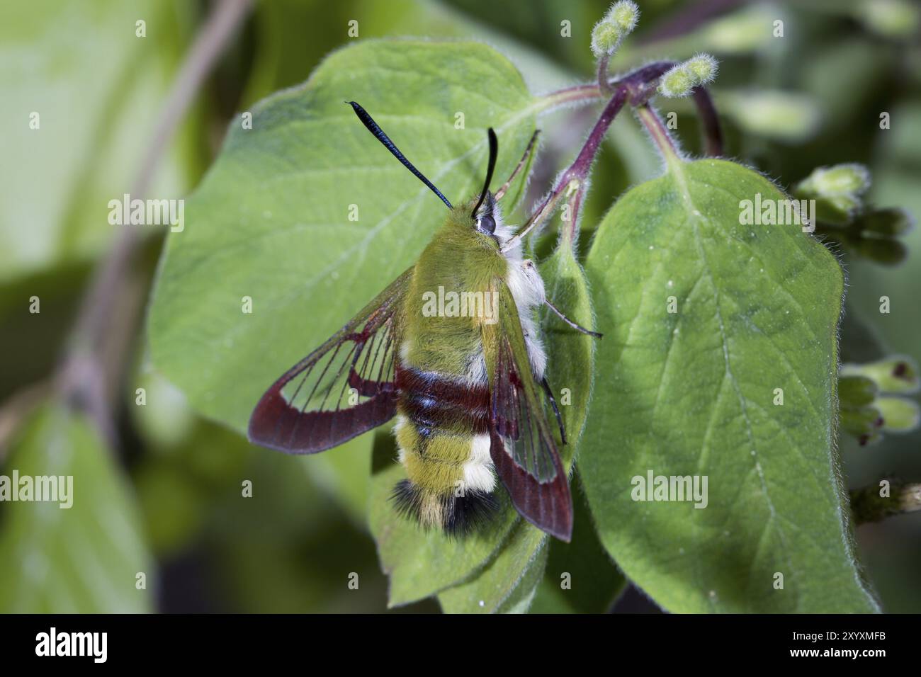 Bumblebee hawk-moth, Hemaris fuciformis, broad-bordered bee hawk-moth ...