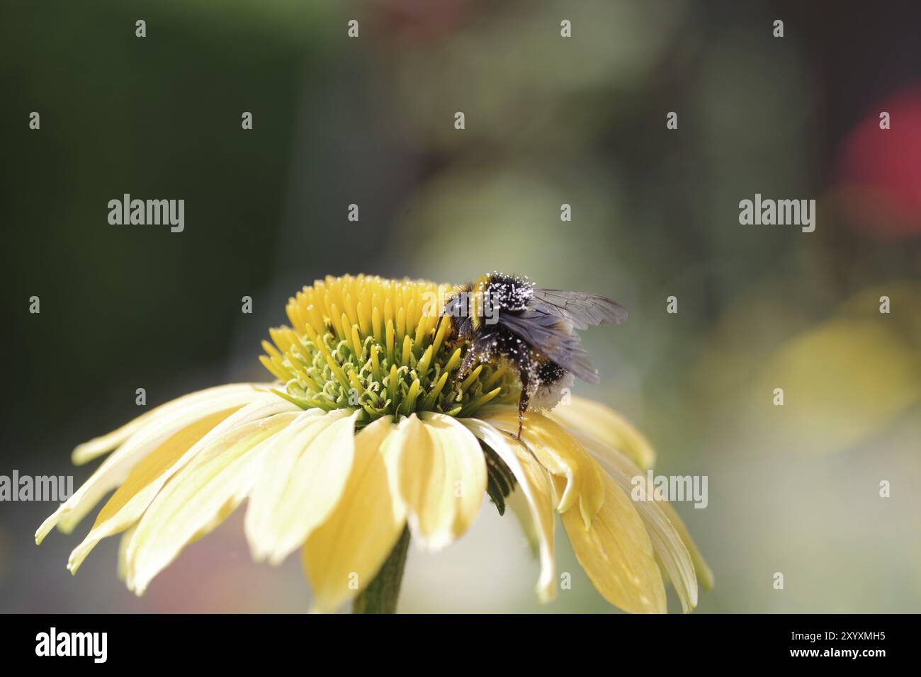 Bumblebee (Bombus), insect, coneflower, pollen, yellow, The bumblebee ...