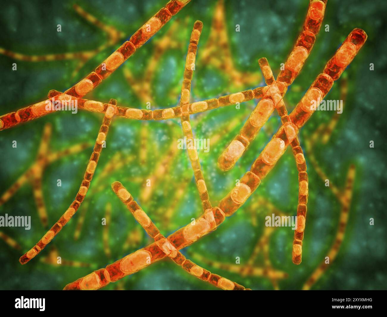 Microscopic view of Anthrax. Anthrax is an acute disease caused by the ...