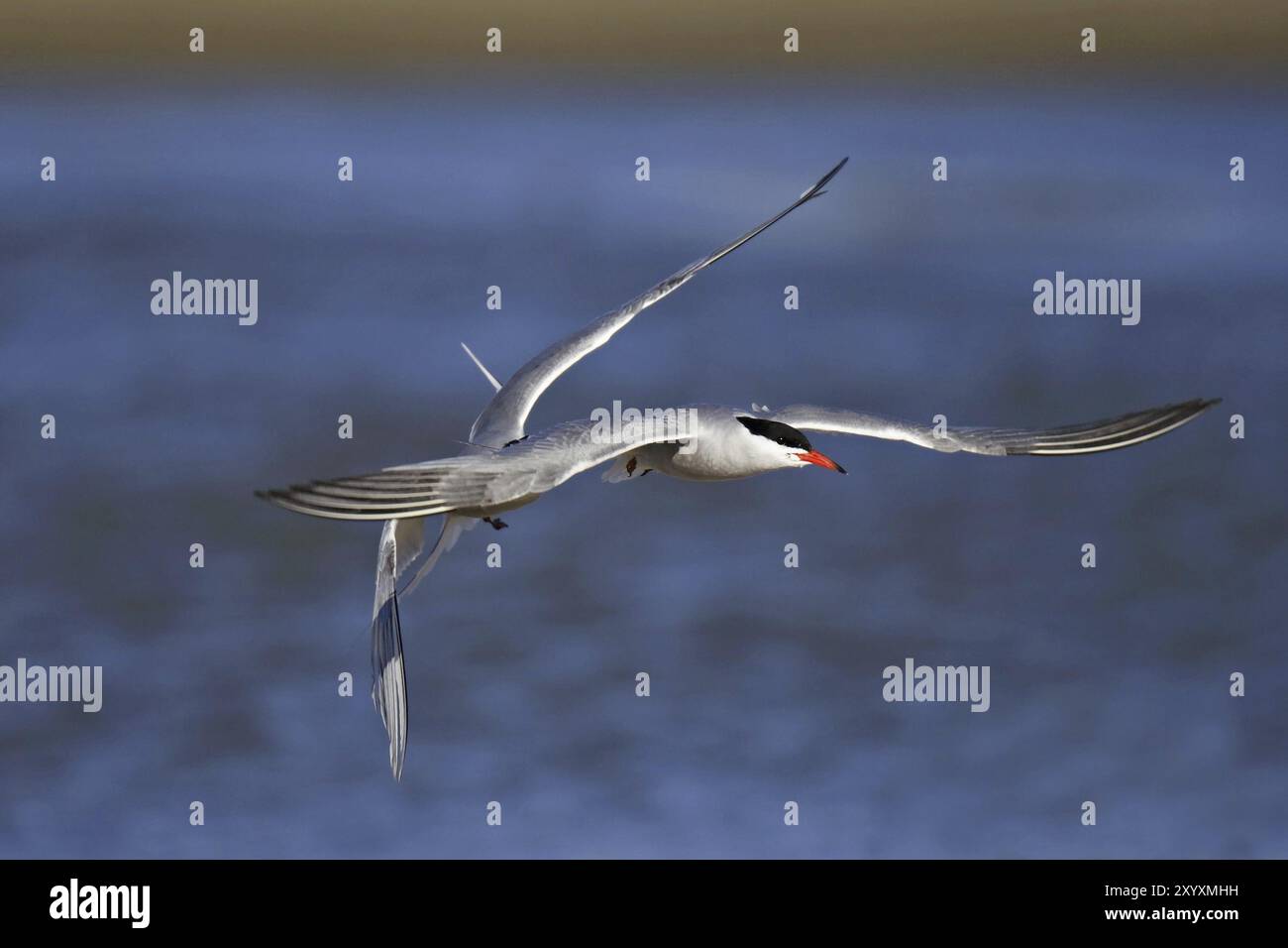 Common Tern, Sterna hirundo, common tern Stock Photo - Alamy