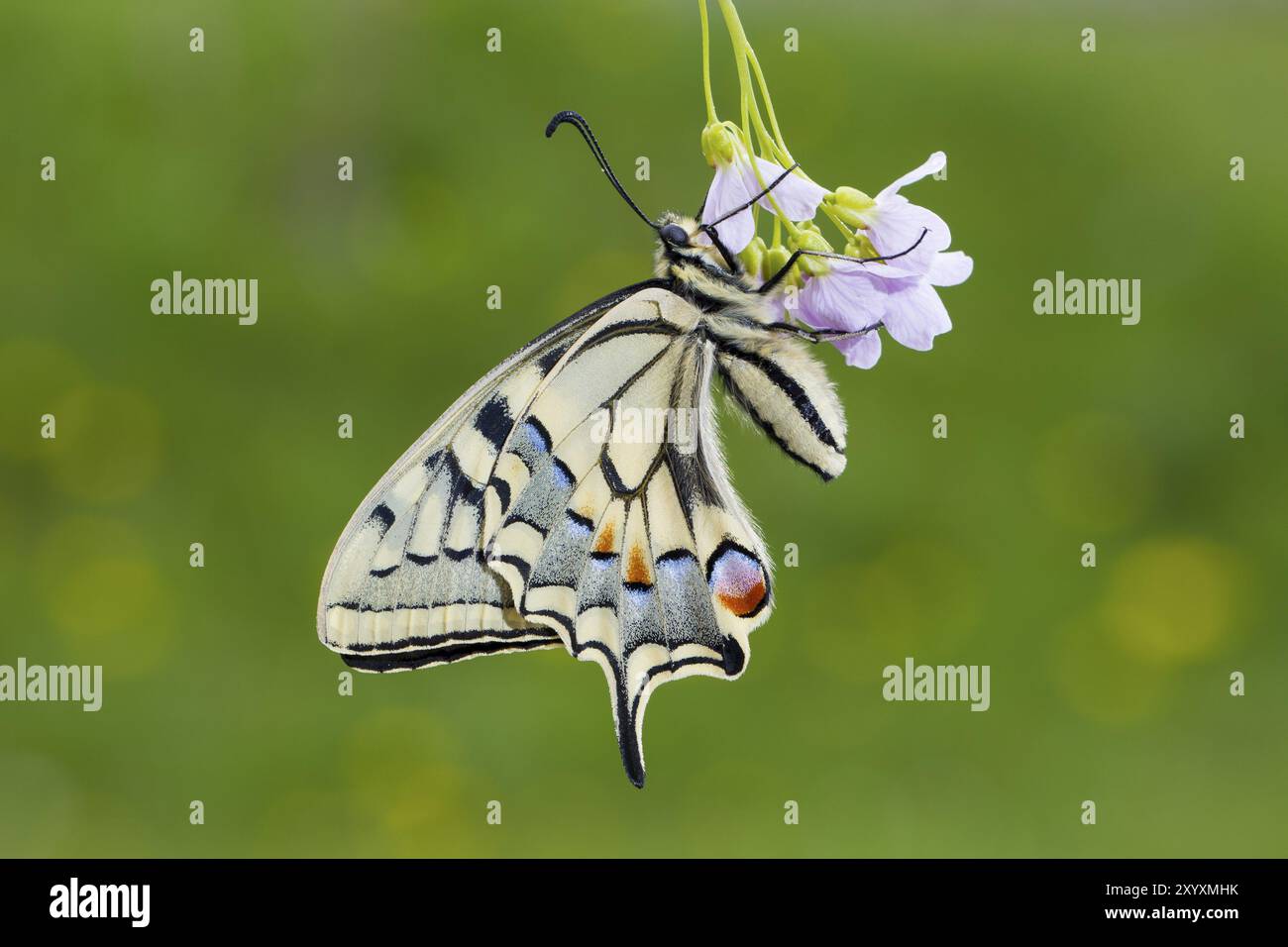 Swallowtail, Papilio machaon, Common Yellow Swallowtail Stock Photo - Alamy