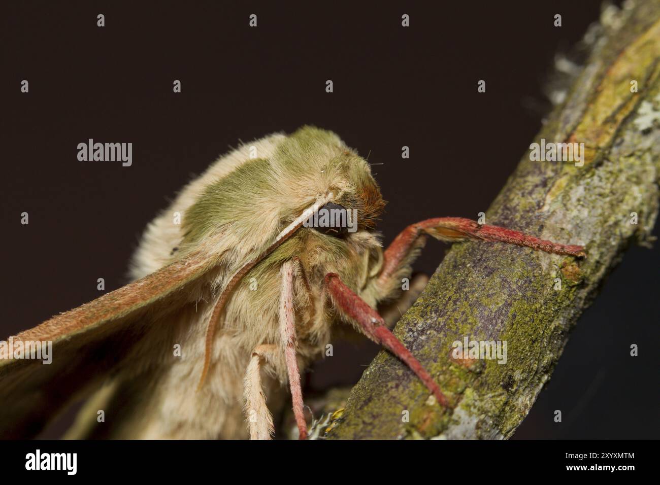Lime hawk moths hi-res stock photography and images - Alamy