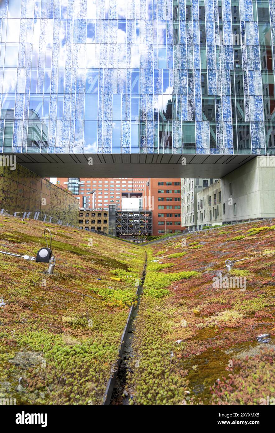 Green spaces around buildings, here at Hogeschool Inholland Rotterdam ...