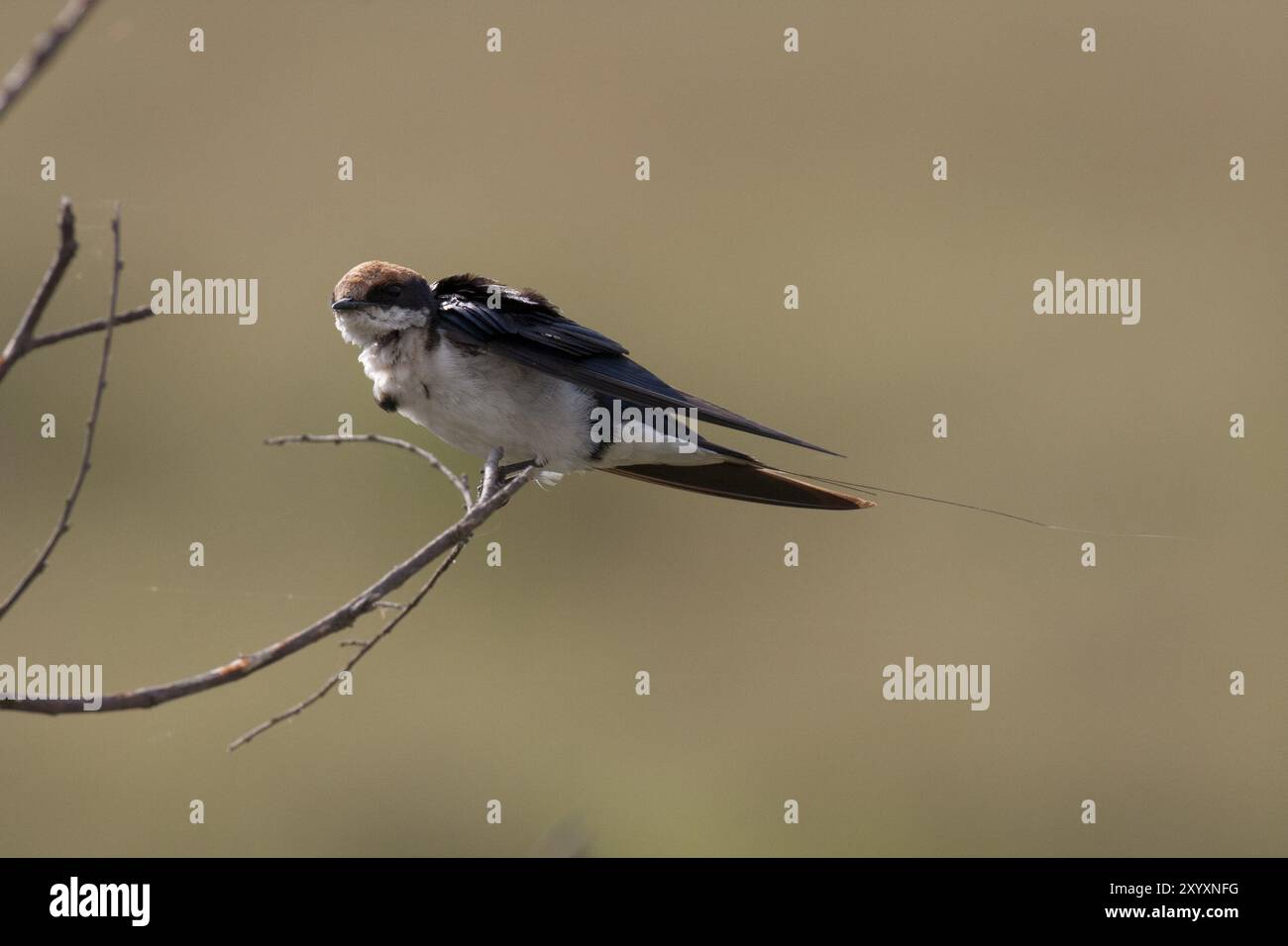 Red tailed swallows hi-res stock photography and images - Alamy