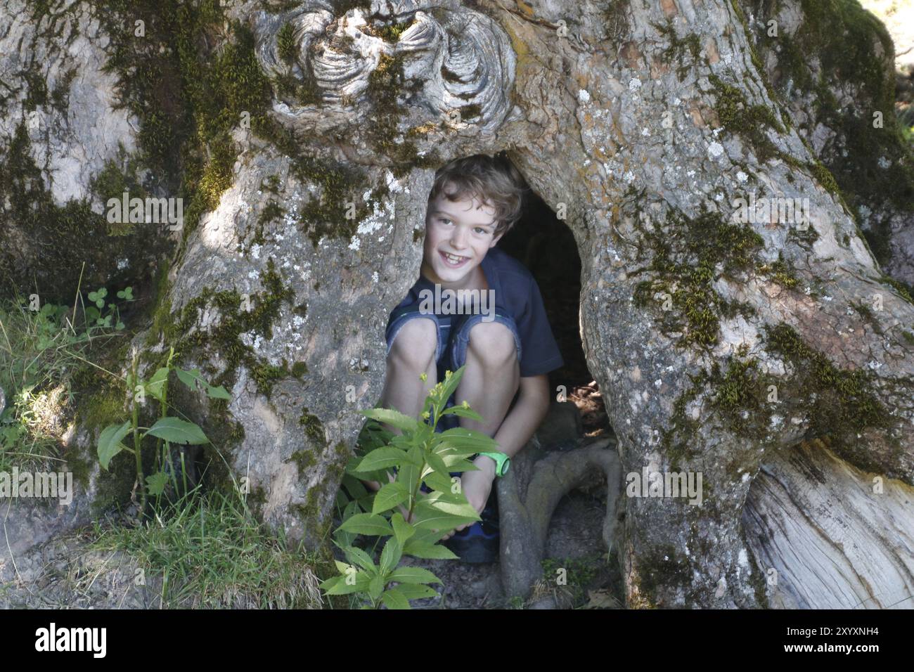 Boy hides in a hollow tree Stock Photo - Alamy