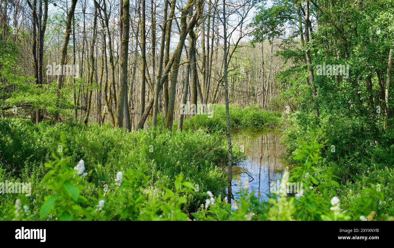 A flooded landscape in summer Stock Photo - Alamy