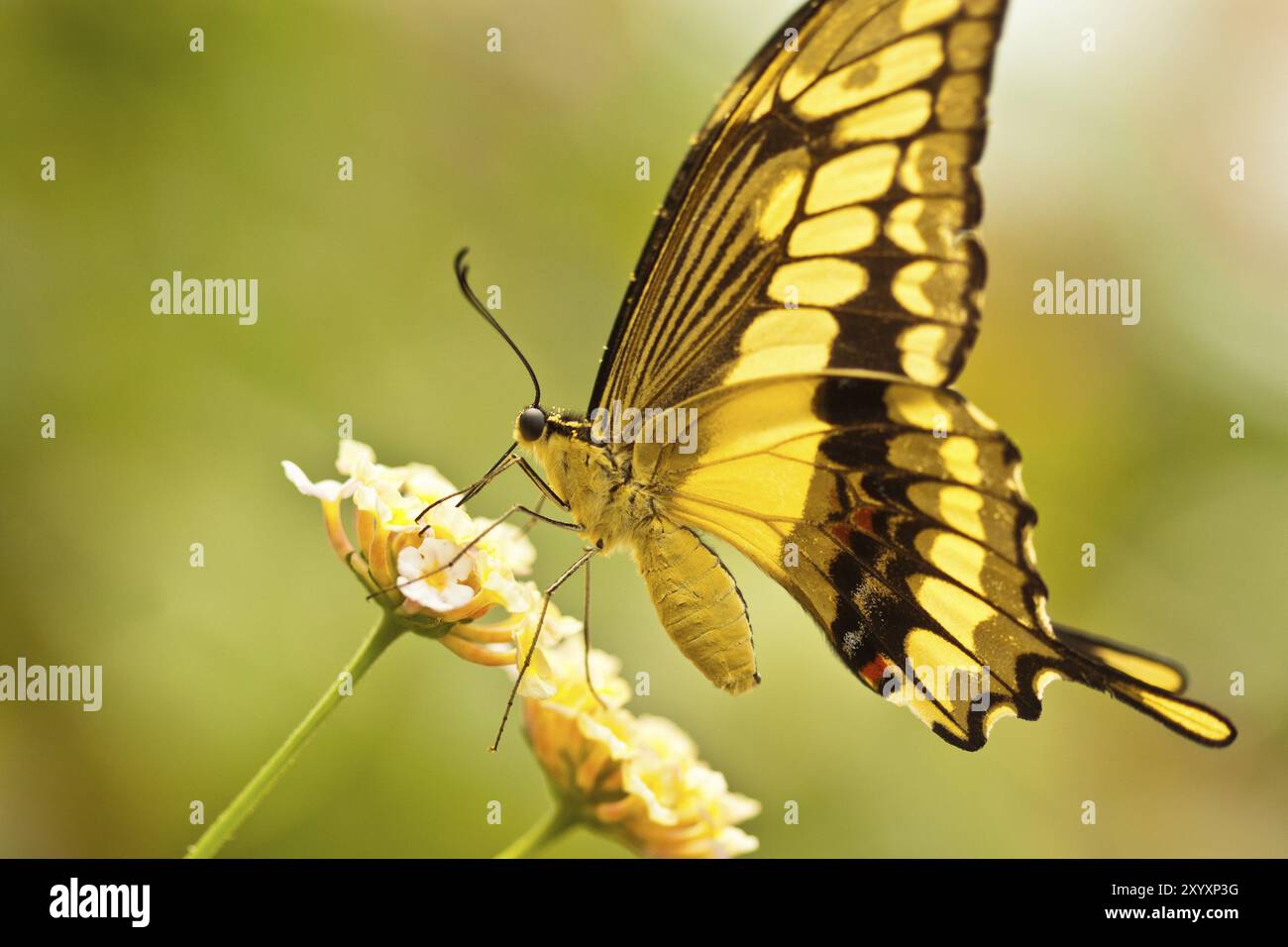 King swallowtail (Papilio thoas Stock Photo - Alamy