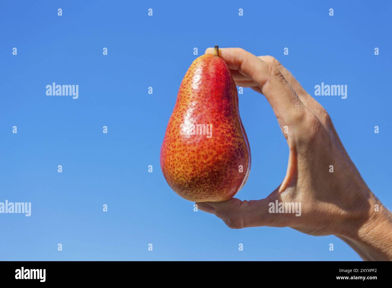 Hand holding pear hi-res stock photography and images - Alamy