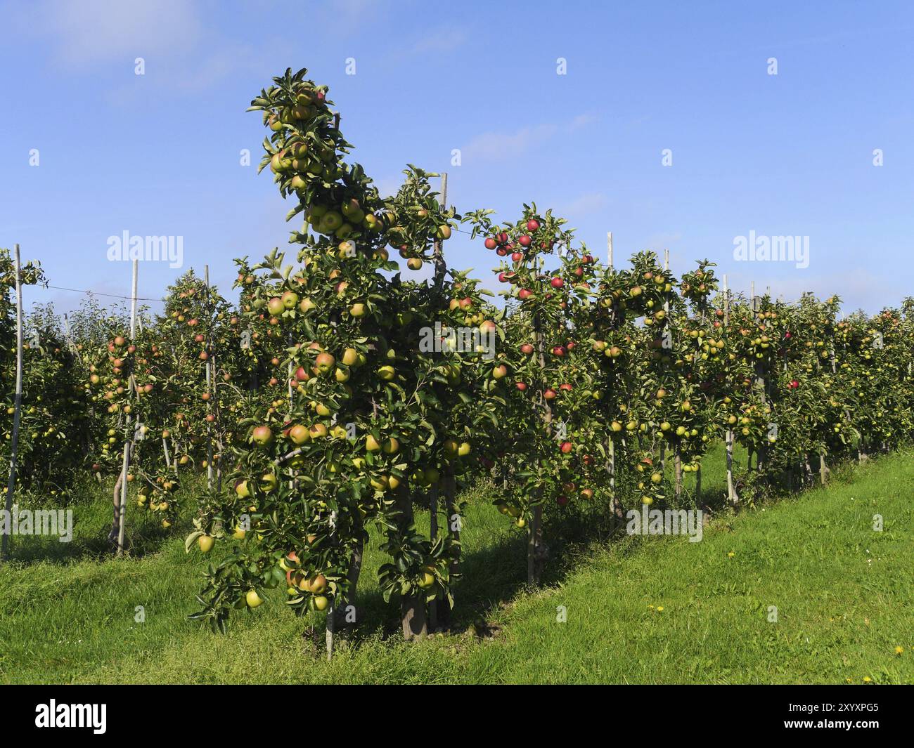 Apple orchard on Lake Constance Stock Photo - Alamy