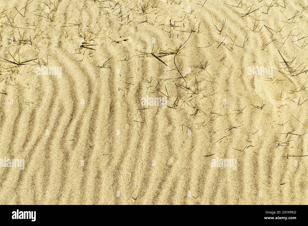Grass in sandy desert hi-res stock photography and images - Alamy