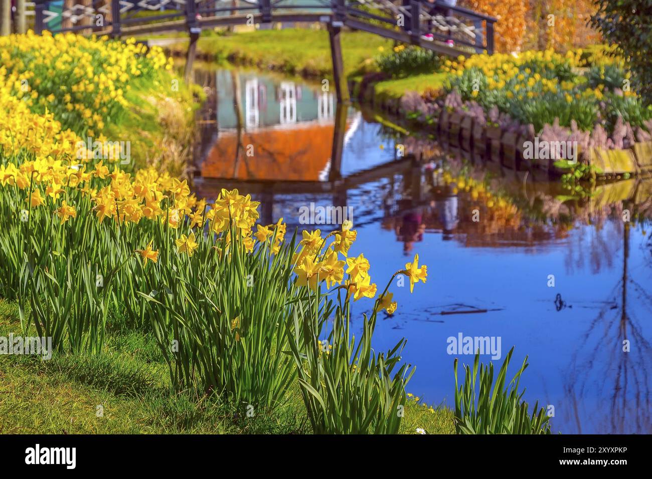 Zaanse Schans, Netherlands traditional village, Holland, yellow ...
