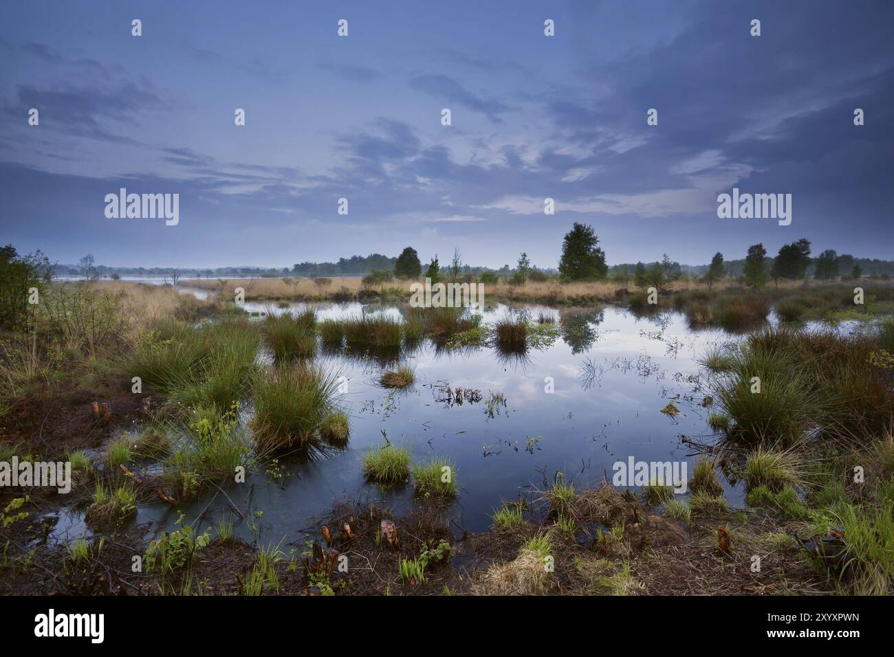 Swamp water skies hi-res stock photography and images - Alamy