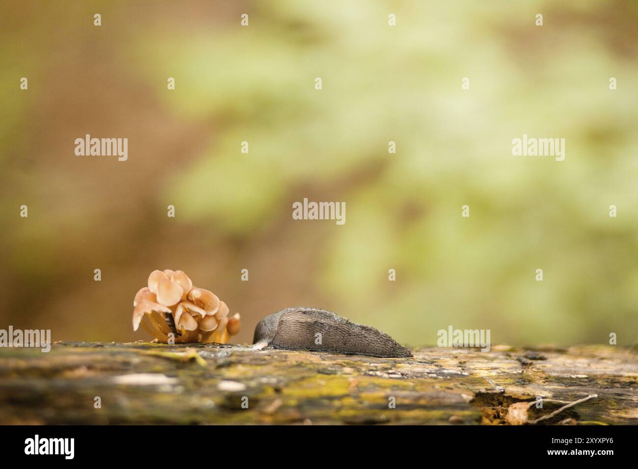 Mushrooms on the dead wood in the forest with a slug Mushrooms on the ...