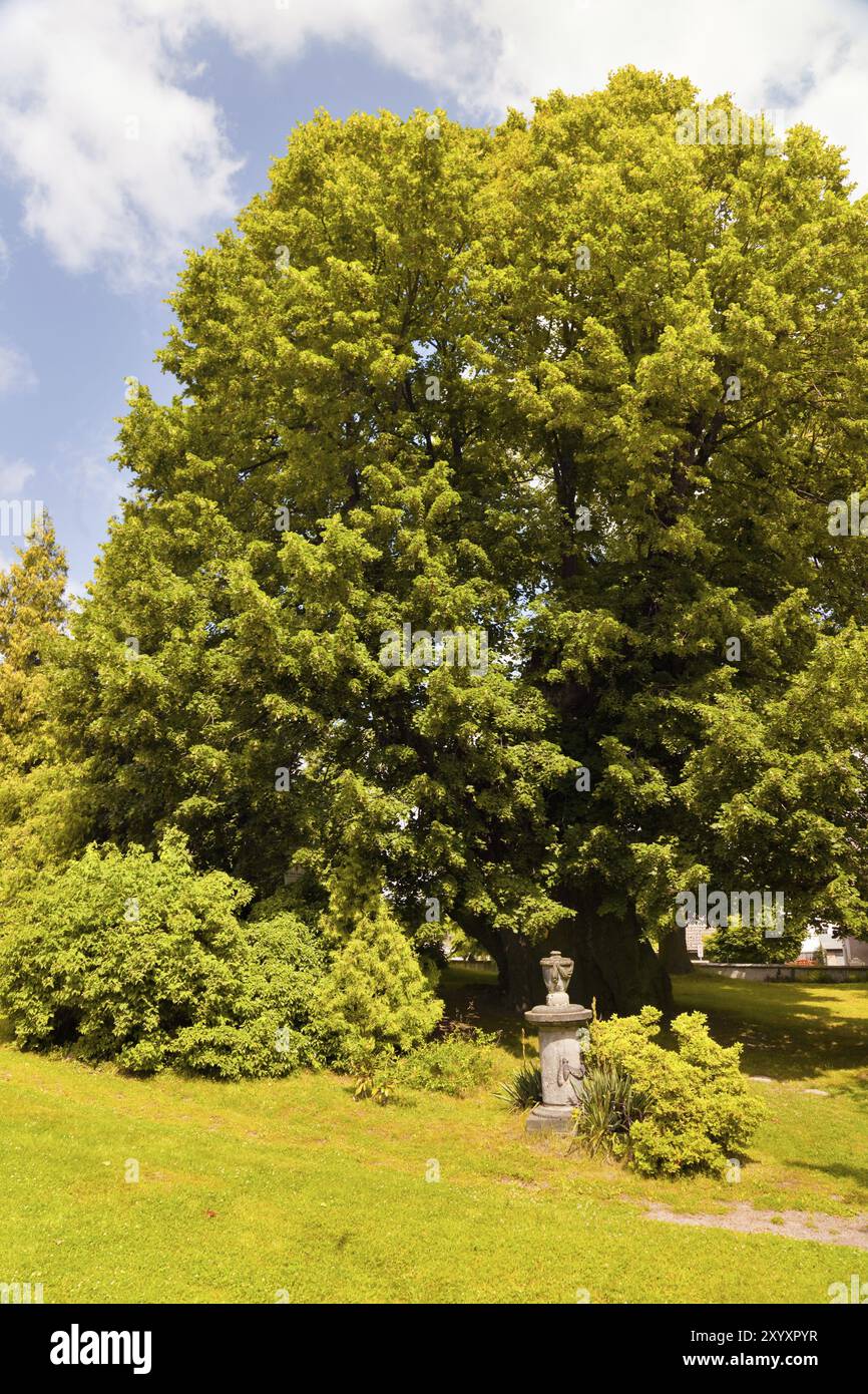 Thousand-year-old lime tree, Collm, Germany, Europe Stock Photo - Alamy