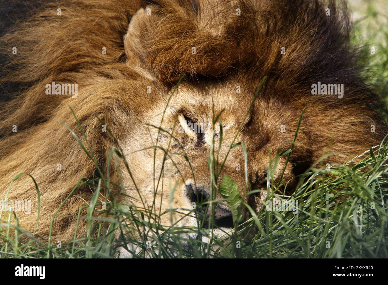 Lion taking break hi-res stock photography and images - Alamy