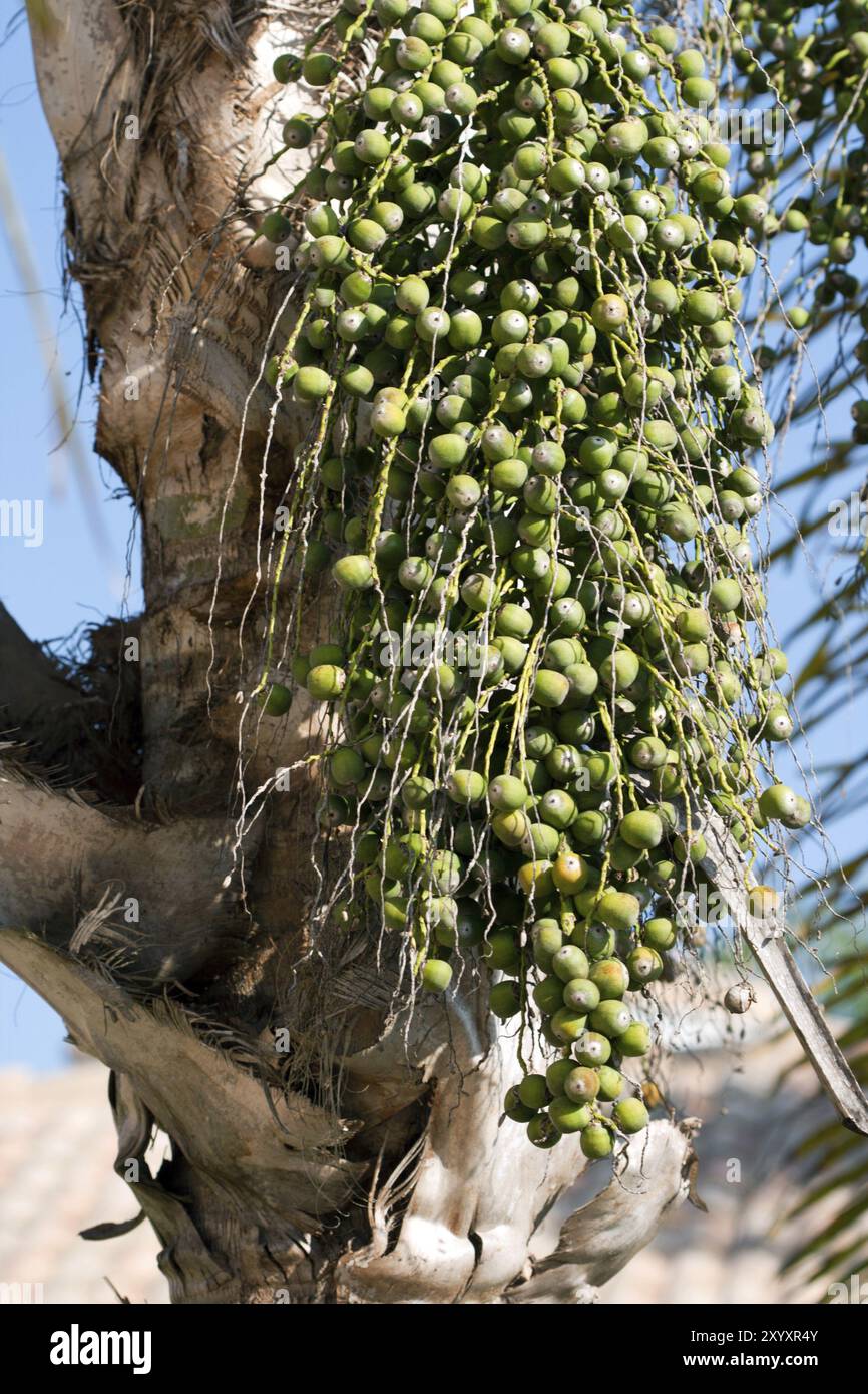 Palm tree clusters fruits hi-res stock photography and images - Alamy