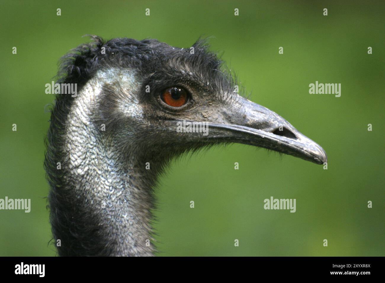 Large emu, portrait Stock Photo - Alamy