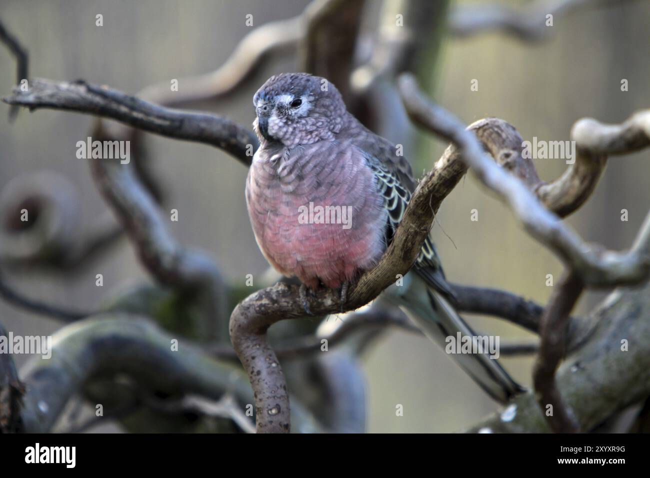 Bourkes parrot hi-res stock photography and images - Alamy