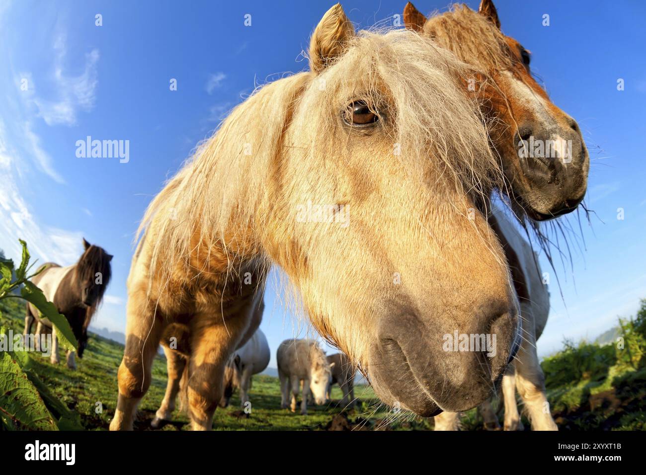 Pony (horse) muzzle on pasture close up, fish-eye view Stock Photo - Alamy