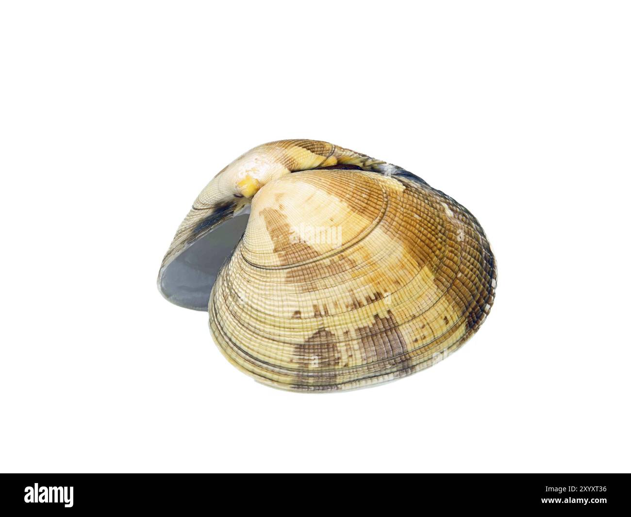 Artemis radiata hi-res stock photography and images - Alamy