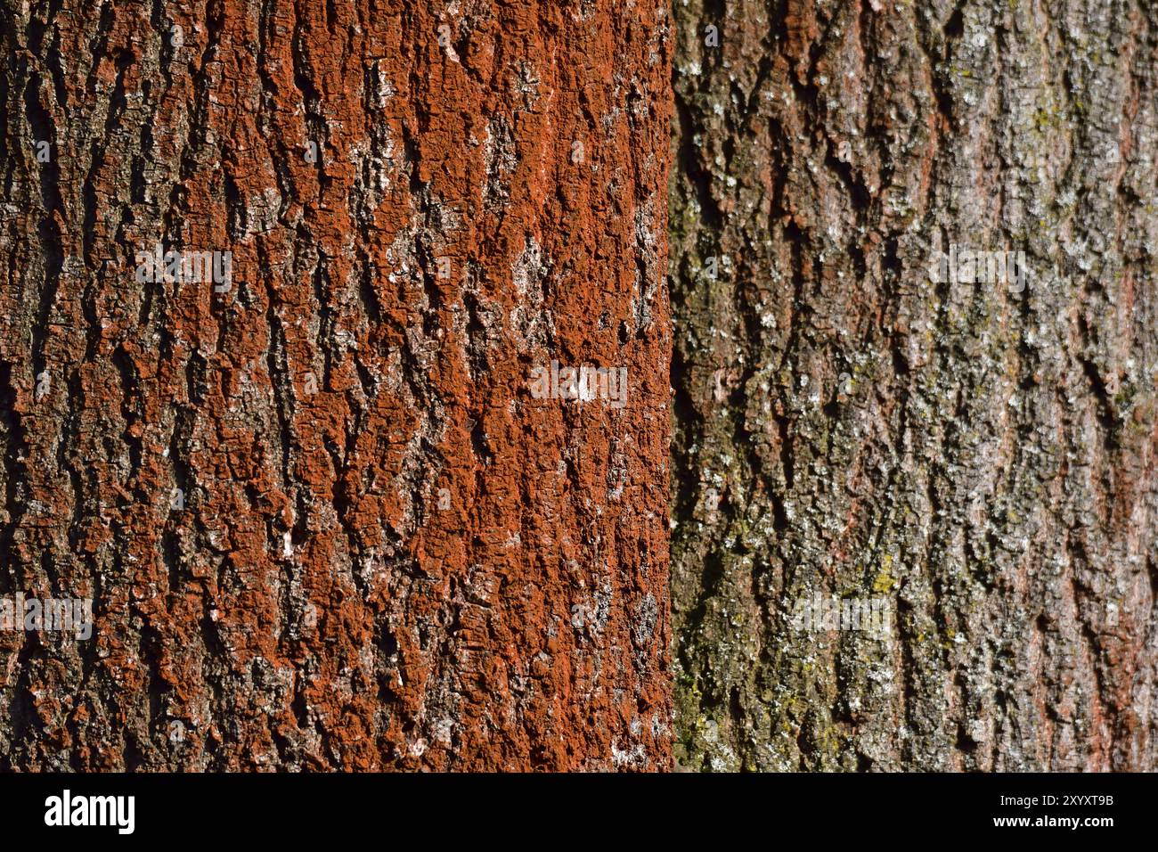 Trentepohlia algae growing on a tree. Trentepohlia growing on a tree ...