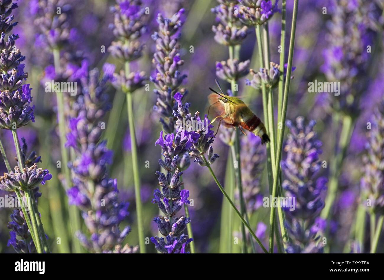Bumblebee Hawk-moth, Broad-bordered Bee Hawk-moth 01 Stock Photo - Alamy
