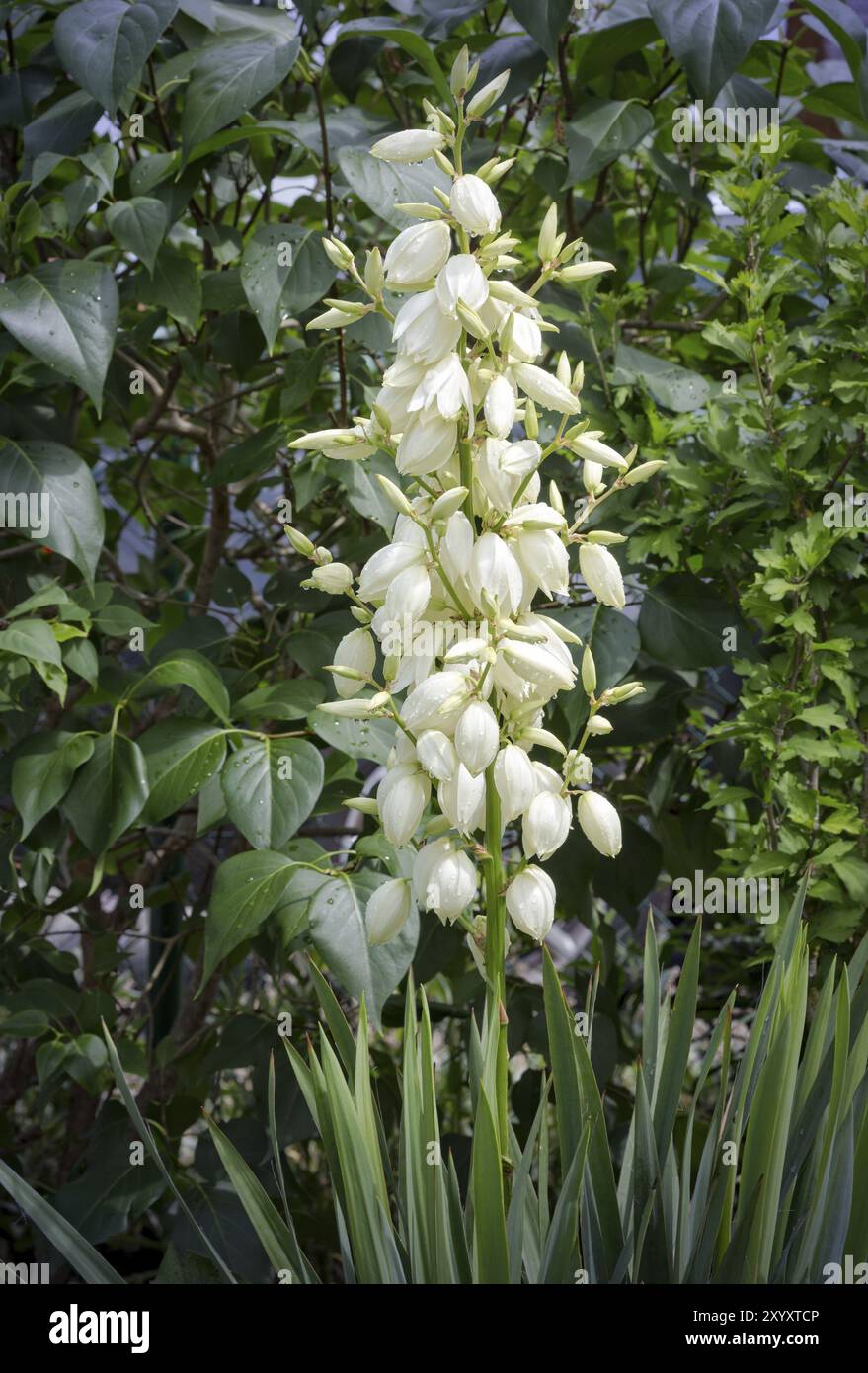 Flowering palm lily (Yucca filamentosa) in the garden Stock Photo - Alamy