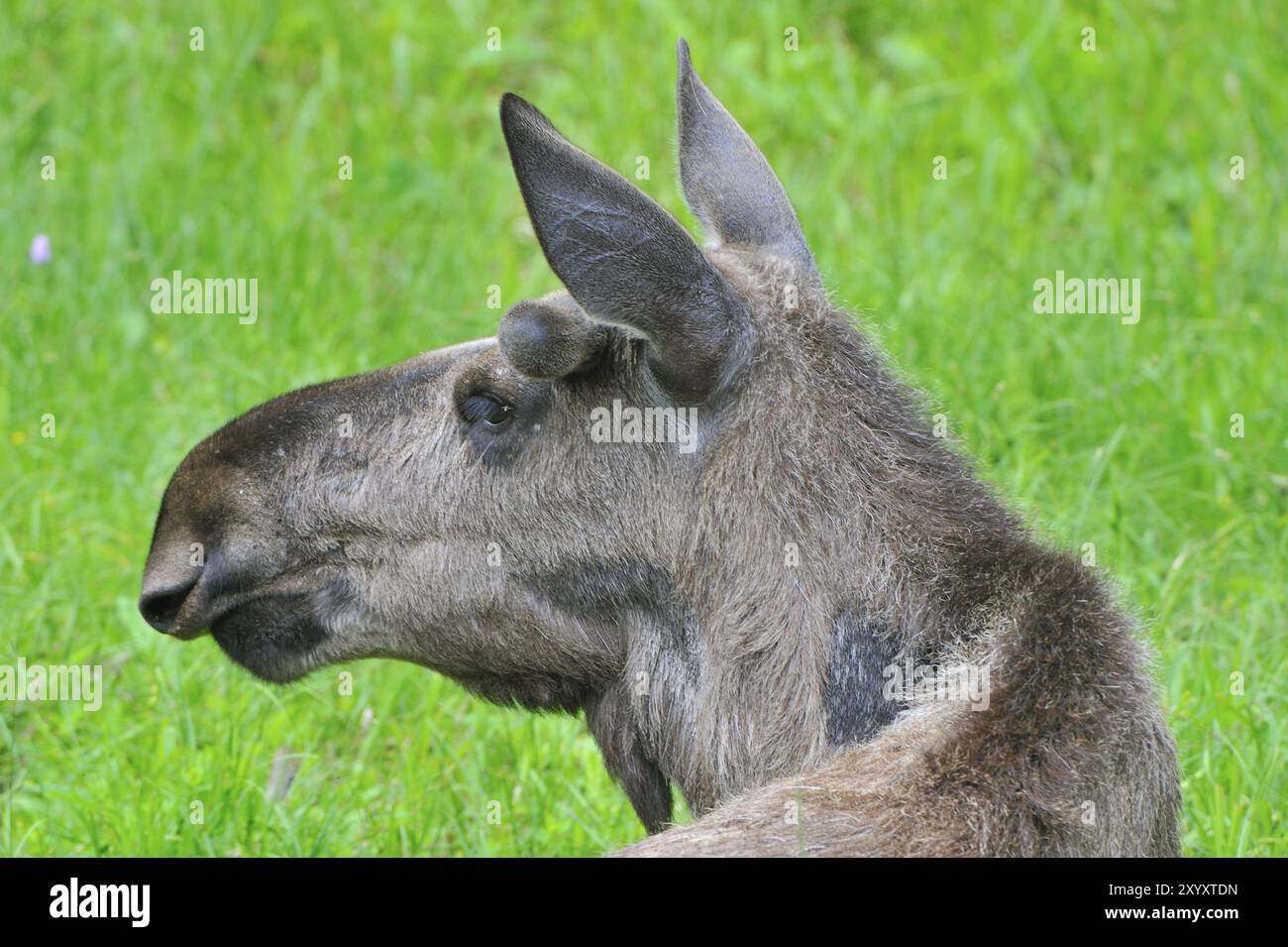 Young bull moose in a meadow Young bull moose in a meadow Stock Photo ...