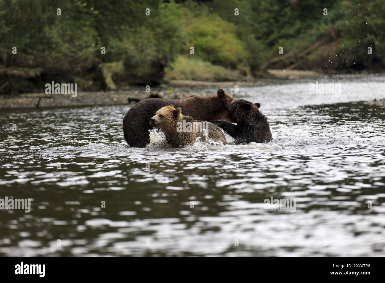 Grizzly bears in Knight Inlet Stock Photo - Alamy