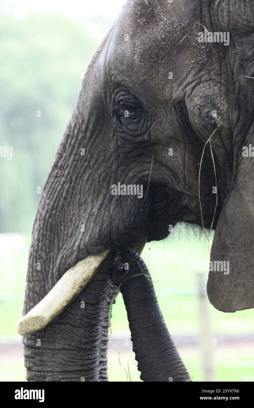Section view of elephant hi-res stock photography and images - Alamy