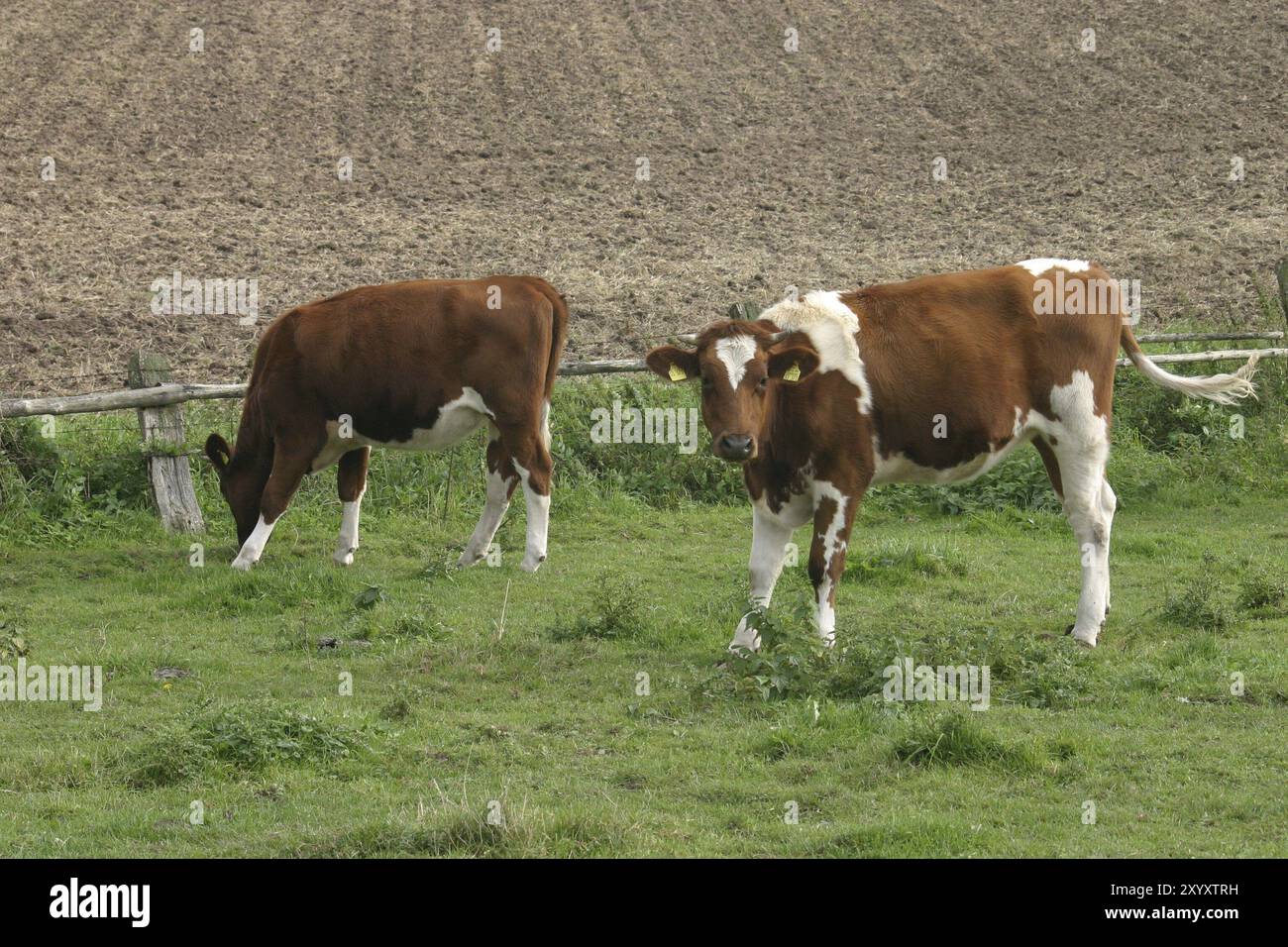 Breeds of livest hi-res stock photography and images - Alamy