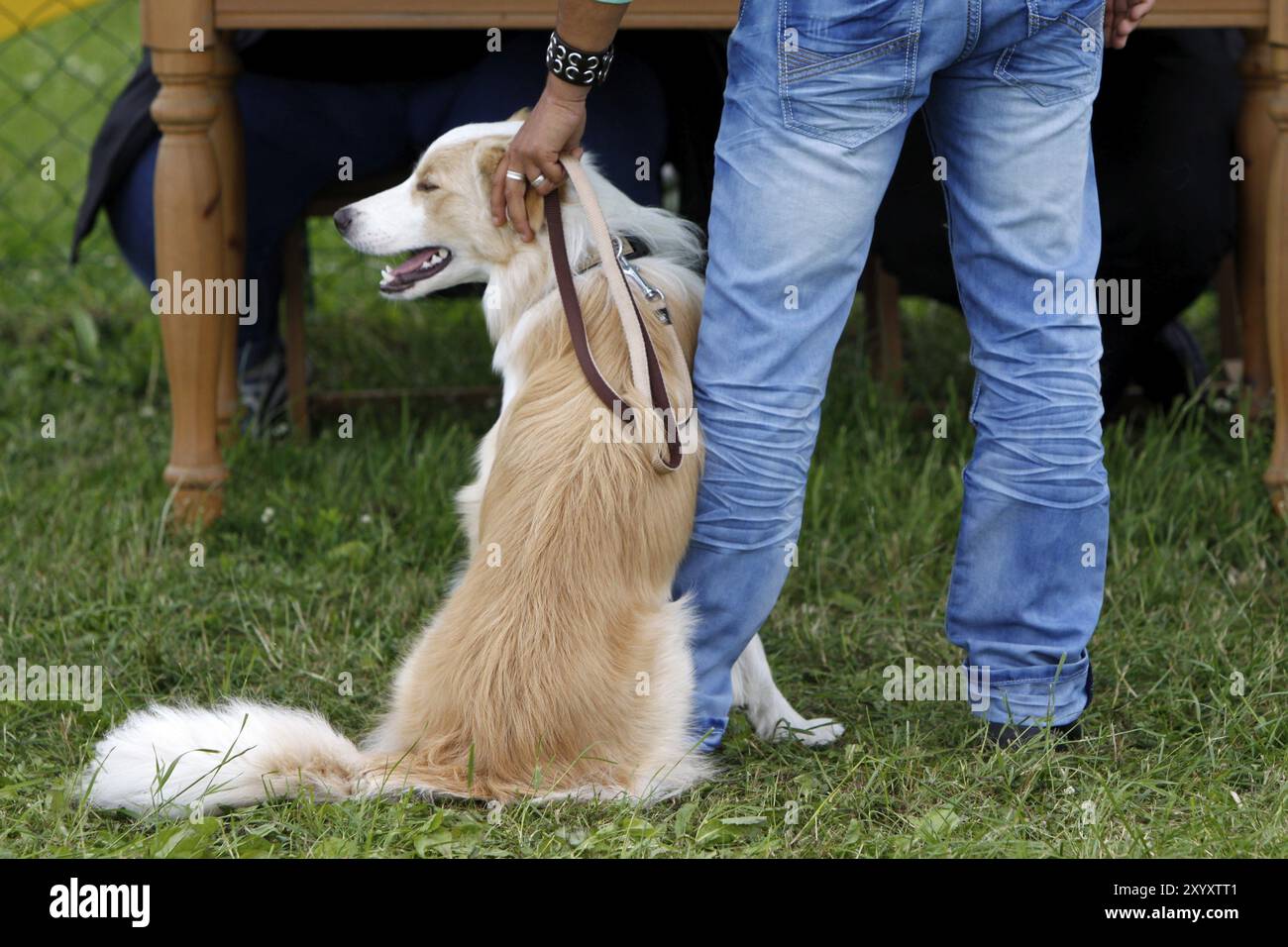 Cream-coloured Border Collie at a dog test Stock Photo - Alamy