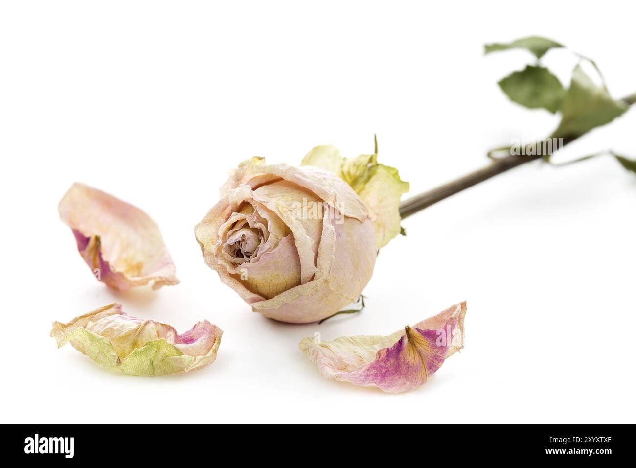White background decorated roses Cut Out Stock Images & Pictures - Alamy
