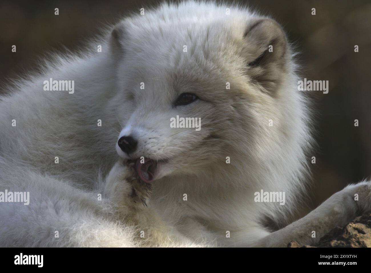 Arctic fox winter coat with prey hi-res stock photography and images ...