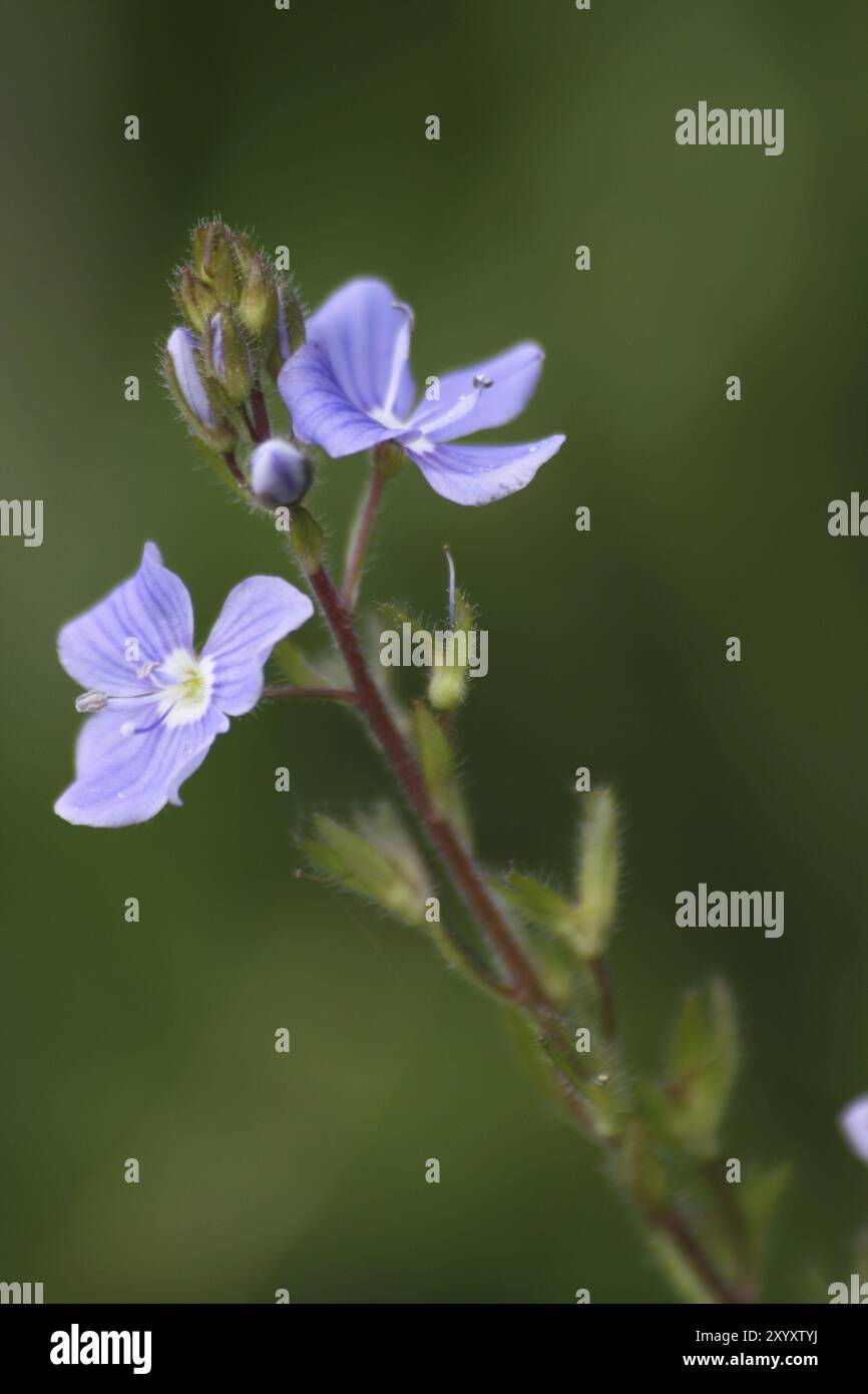 Prize blooms hi-res stock photography and images - Alamy