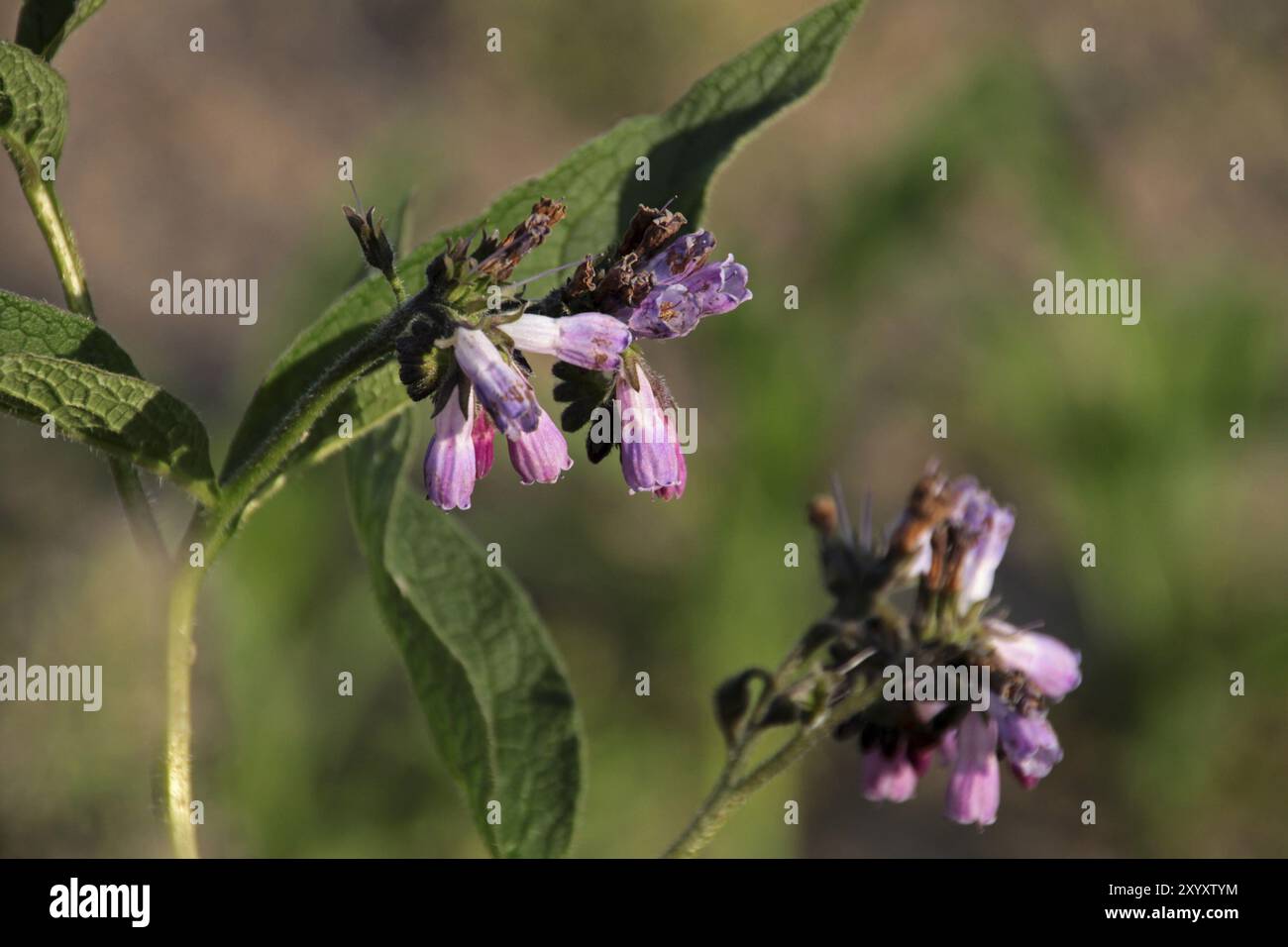 Fodder comfrey hi-res stock photography and images - Alamy