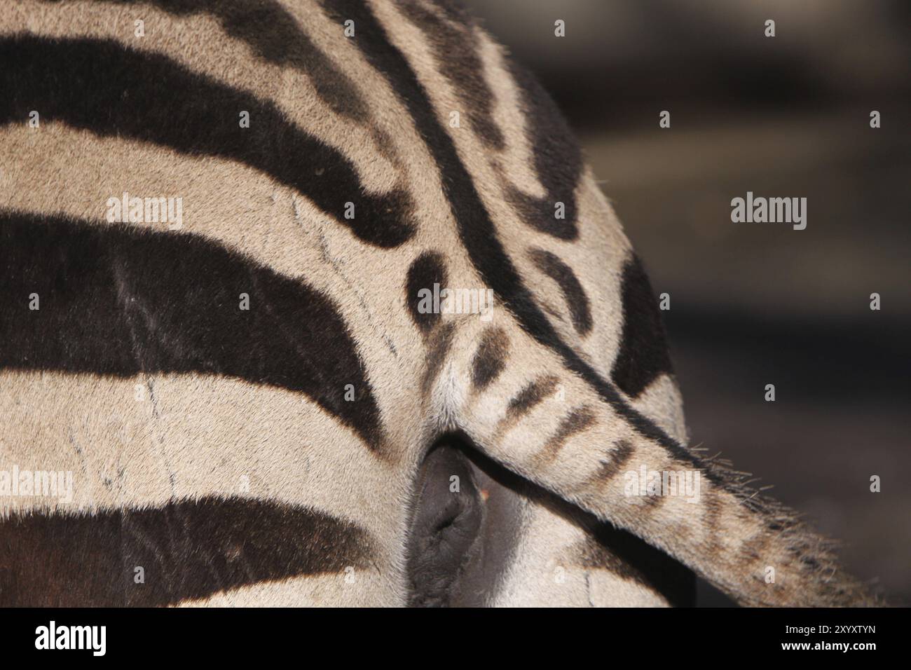 Side bum hi-res stock photography and images - Alamy